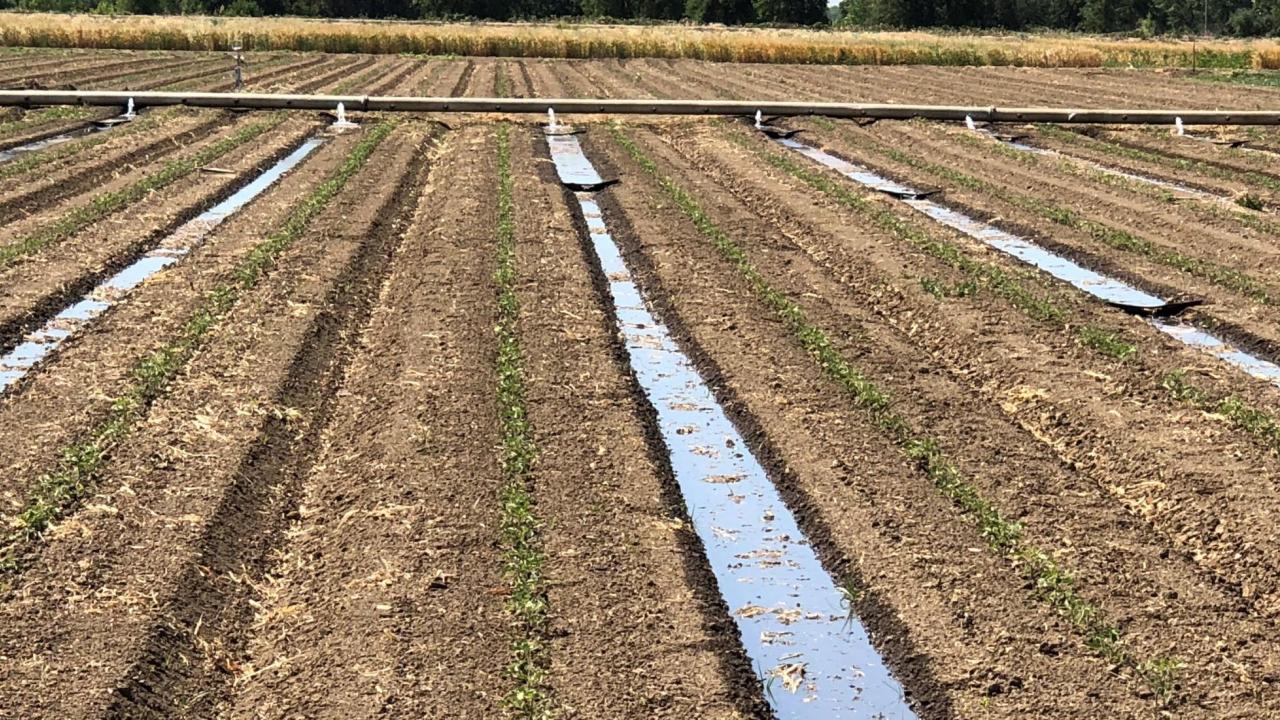 Water Use | Agricultural Sustainability Institute